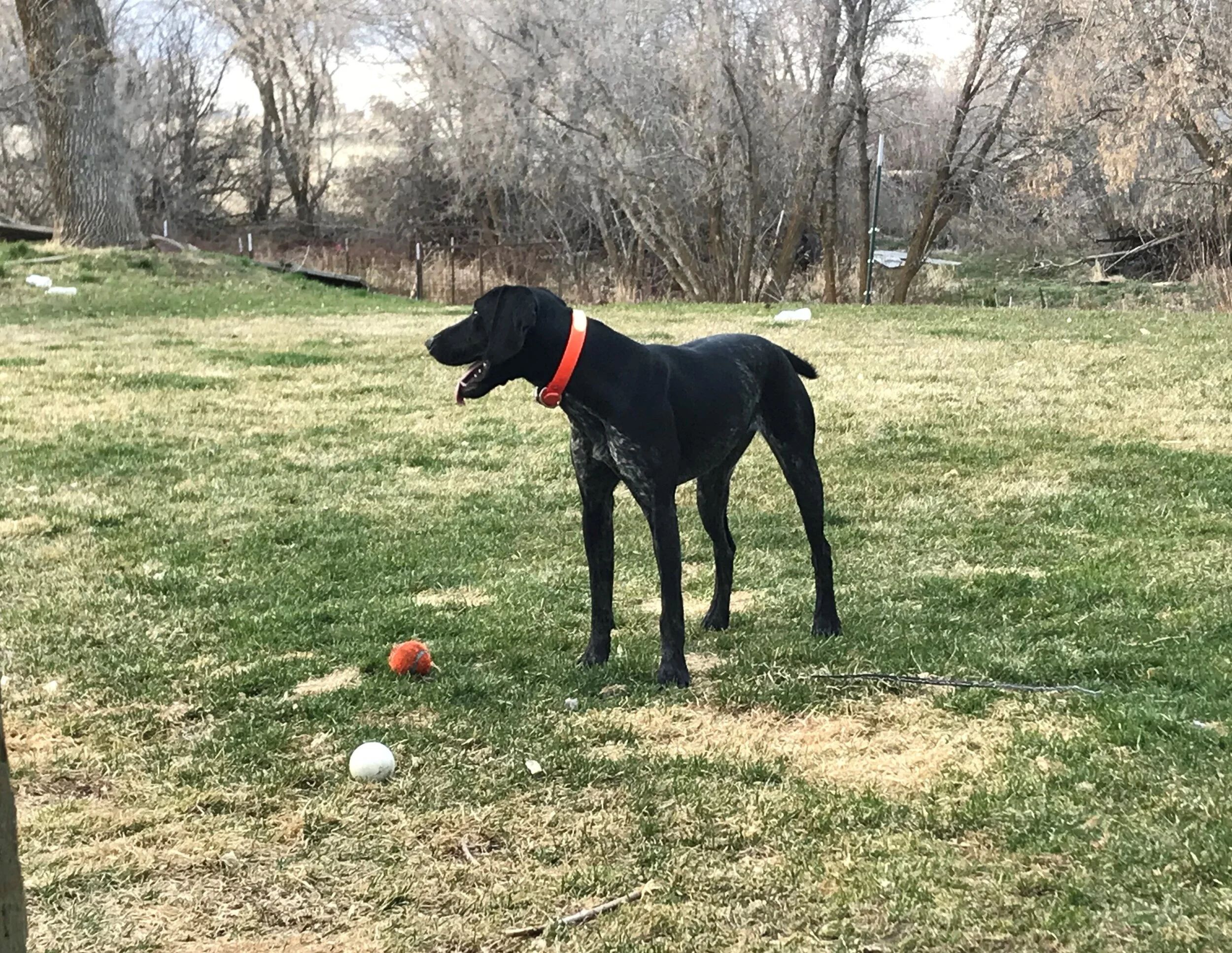 Remi — Godfrey Gun Dogs
