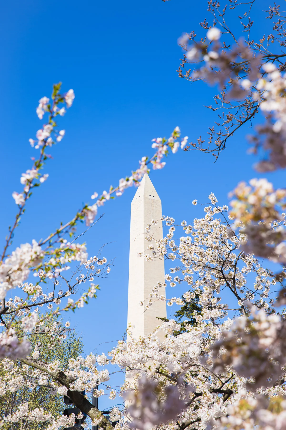 City Guide - Washington D.C. — LemonHearted
