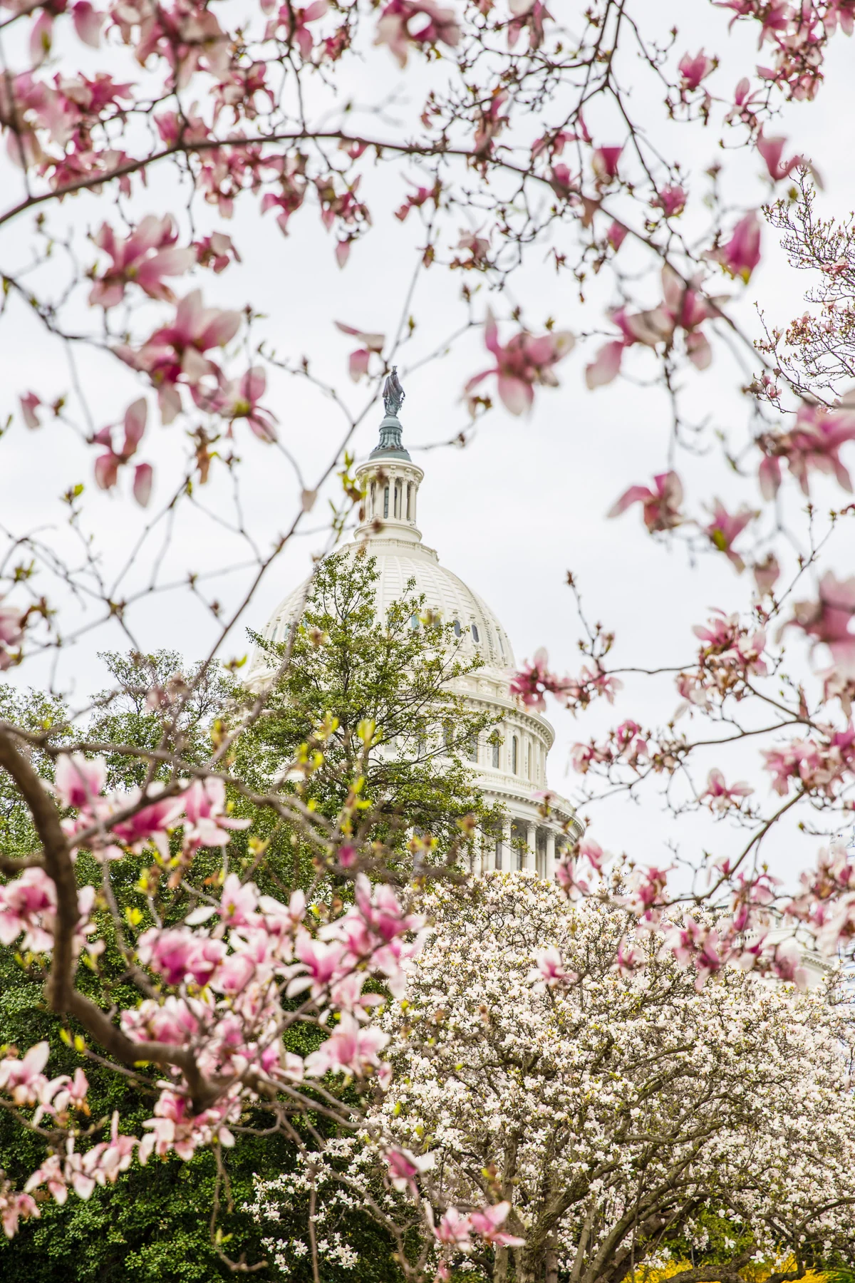 City Guide - Washington D.C. — LemonHearted