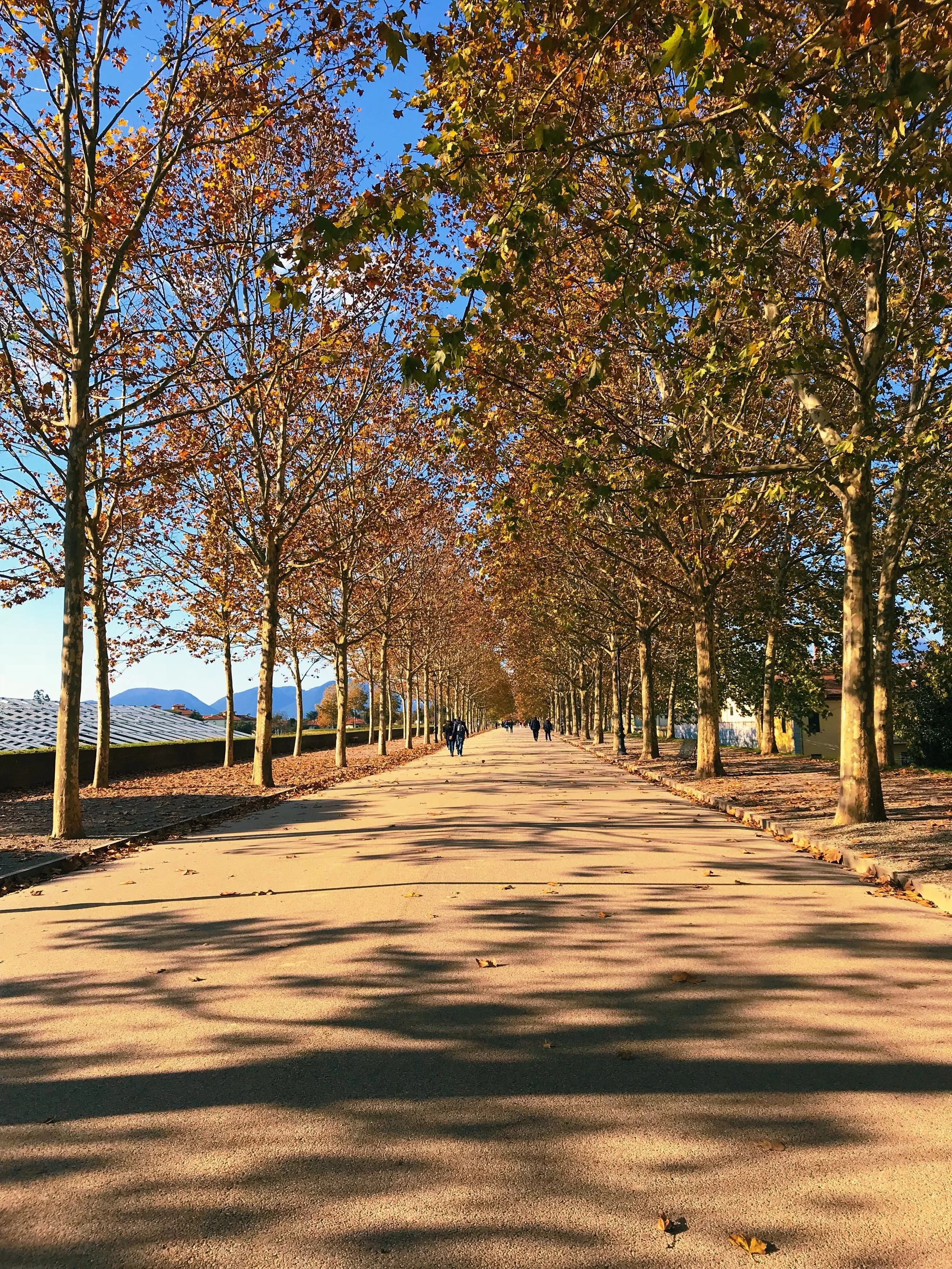 Lucca, Italy: Your Insider Guide on the Best Food and Places to See ...