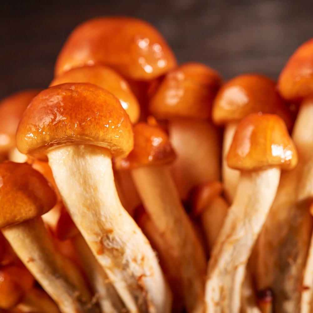 Varieties — Mycopia Mushrooms