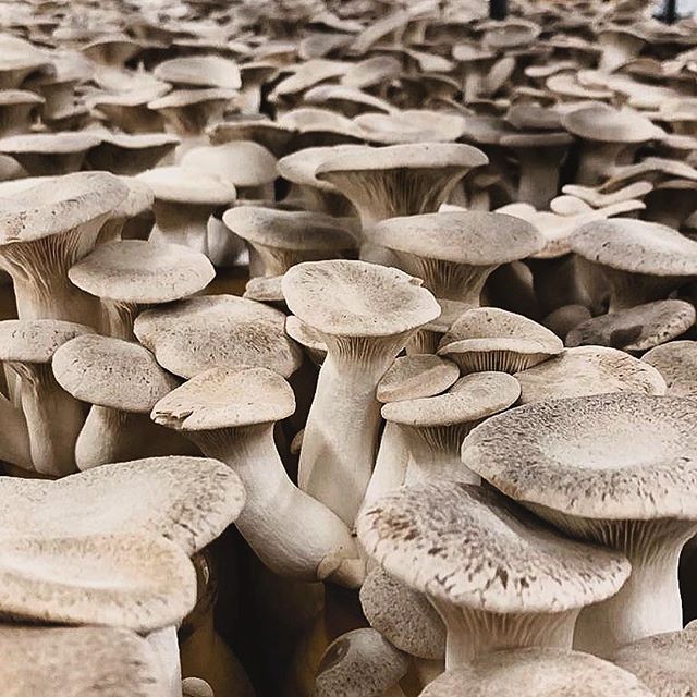 Mycopia Mushrooms