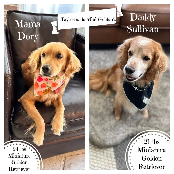 Available Puppies — Taylormade Miniature Golden Retriever