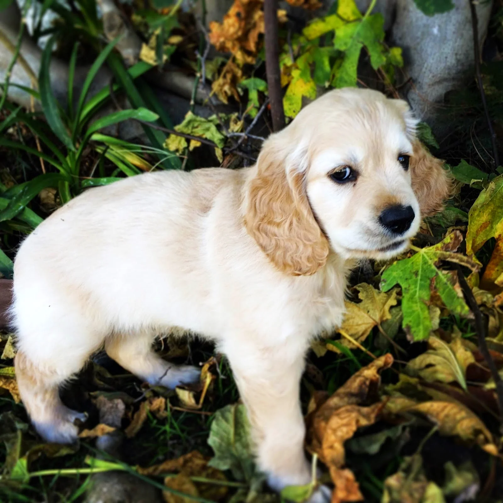 Duke (Kona) — Taylormade Miniature Golden Retriever