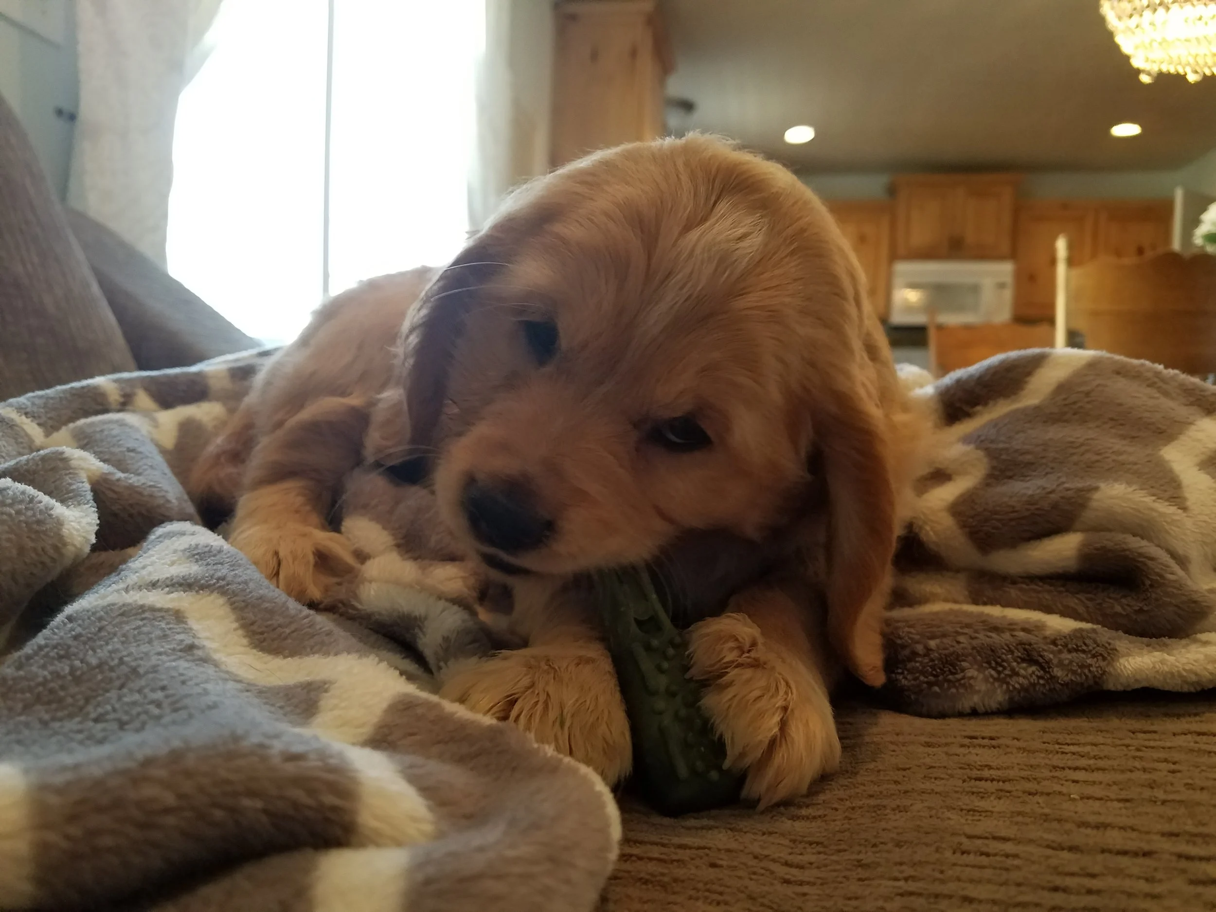 B. Ruby (Lexie) — Taylormade Miniature Golden Retriever