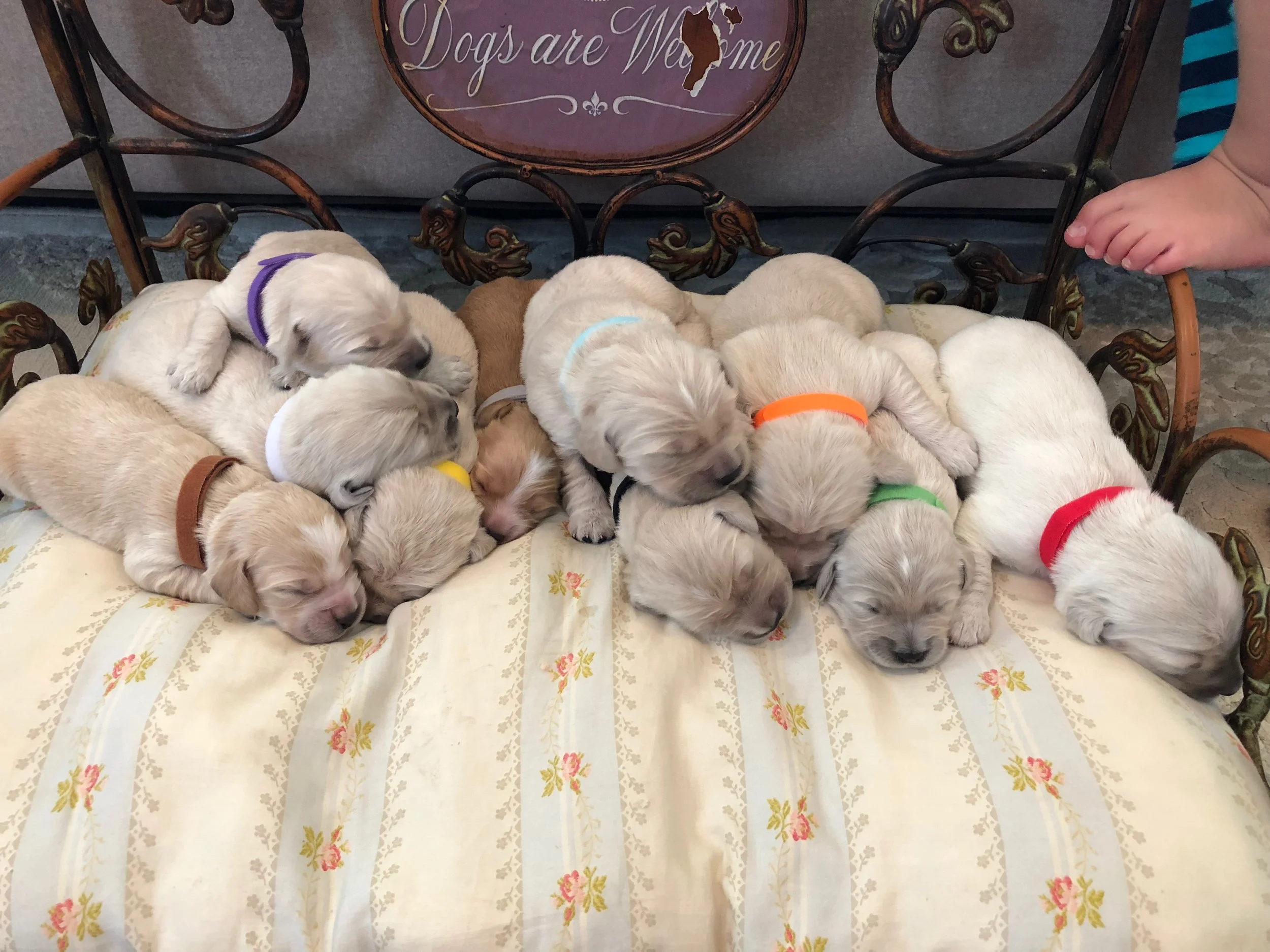 Available Puppies — Taylormade Miniature Golden Retriever