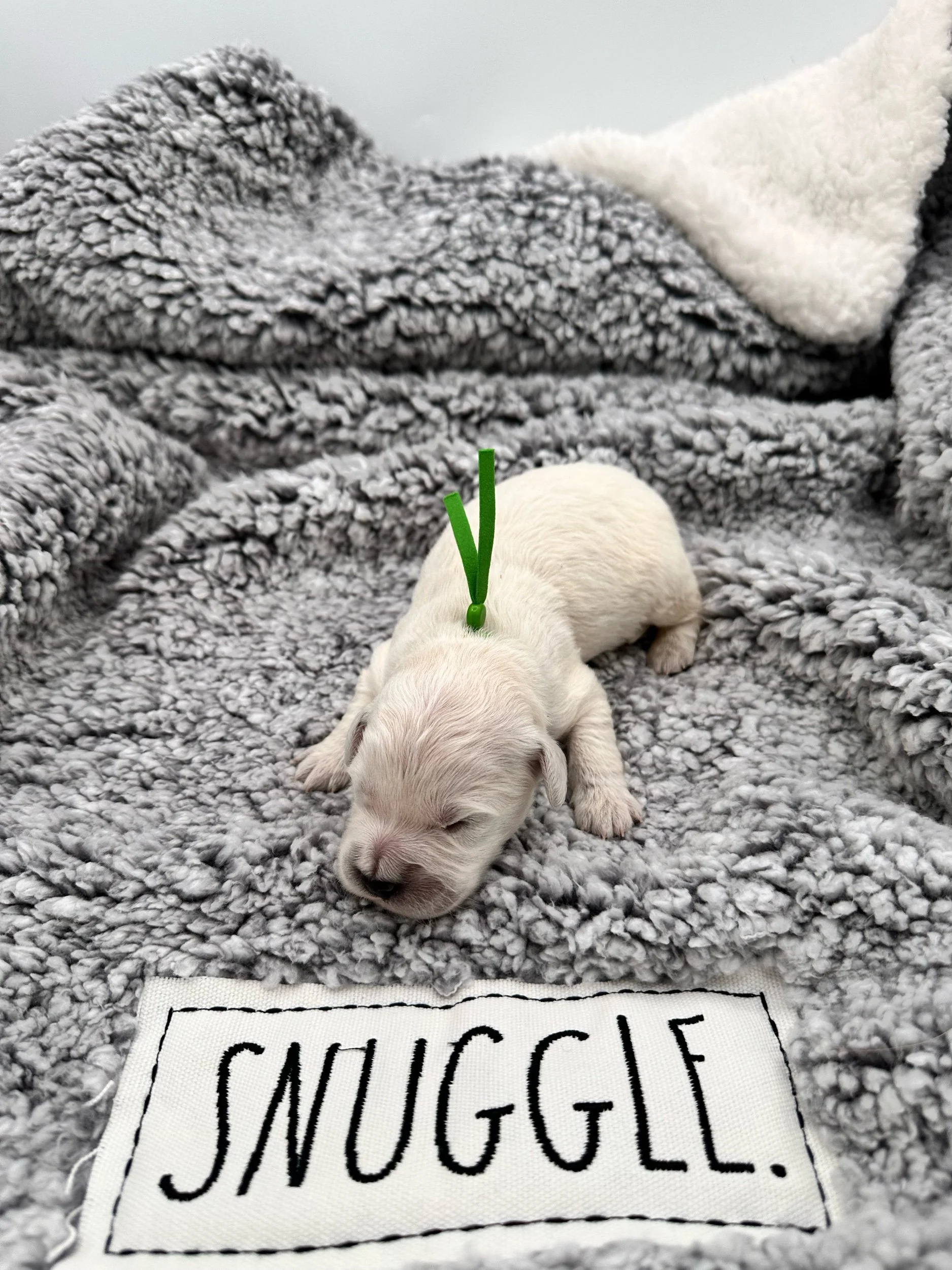 Available Puppies — Taylormade Miniature Golden Retriever