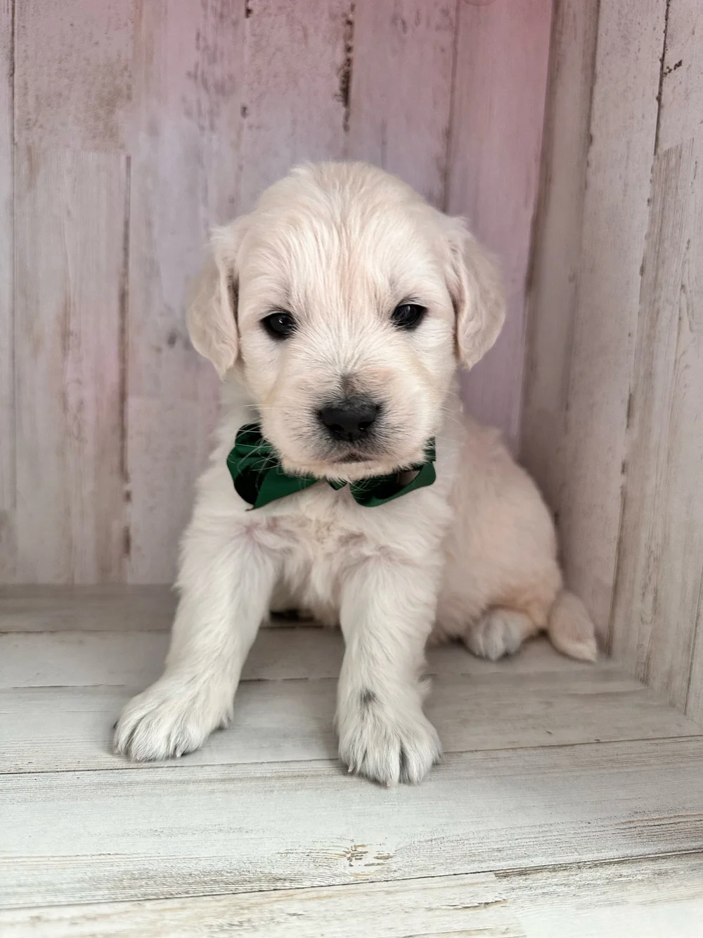 Available Puppies — Taylormade Miniature Golden Retriever