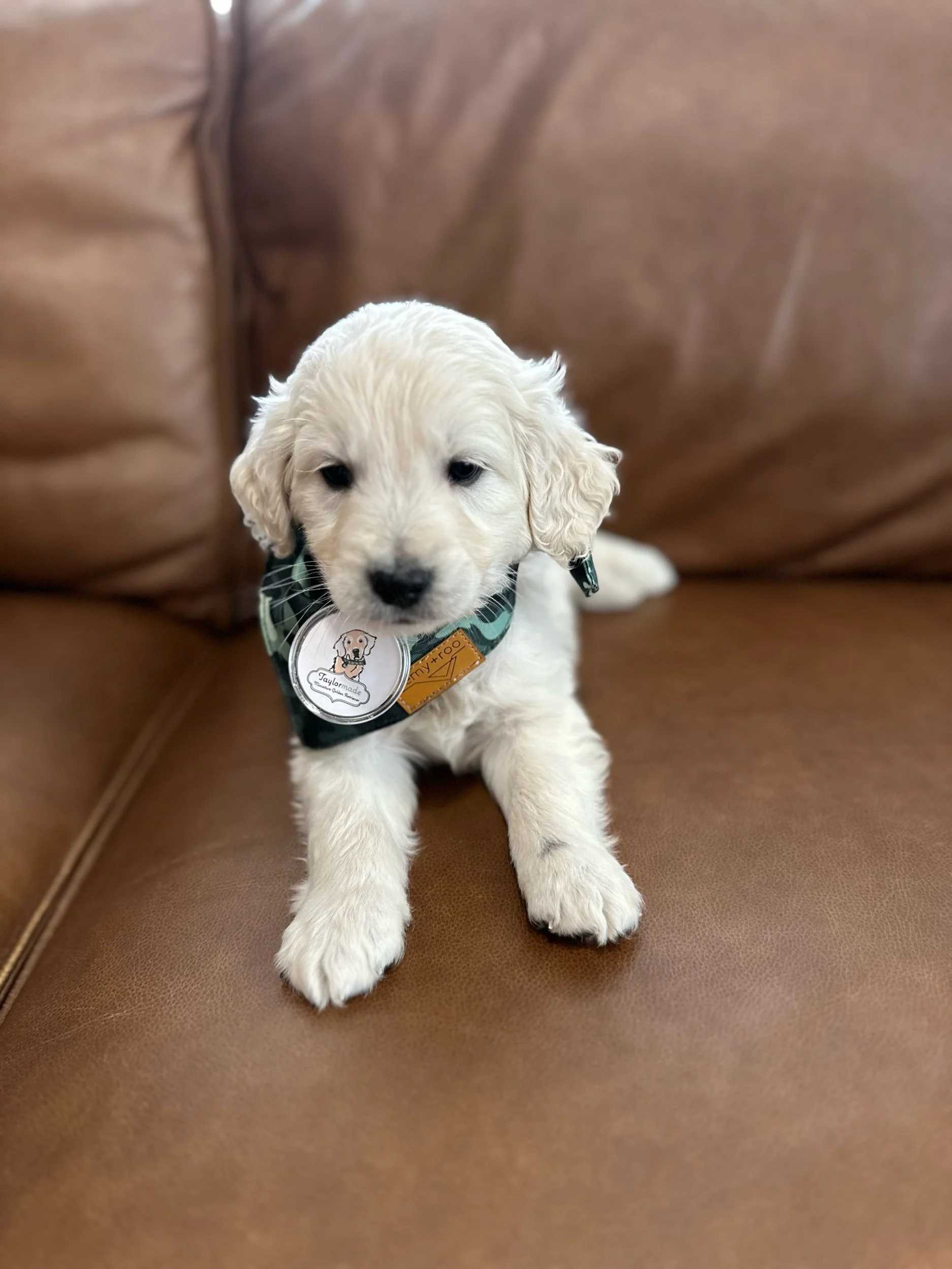 Available Puppies — Taylormade Miniature Golden Retriever