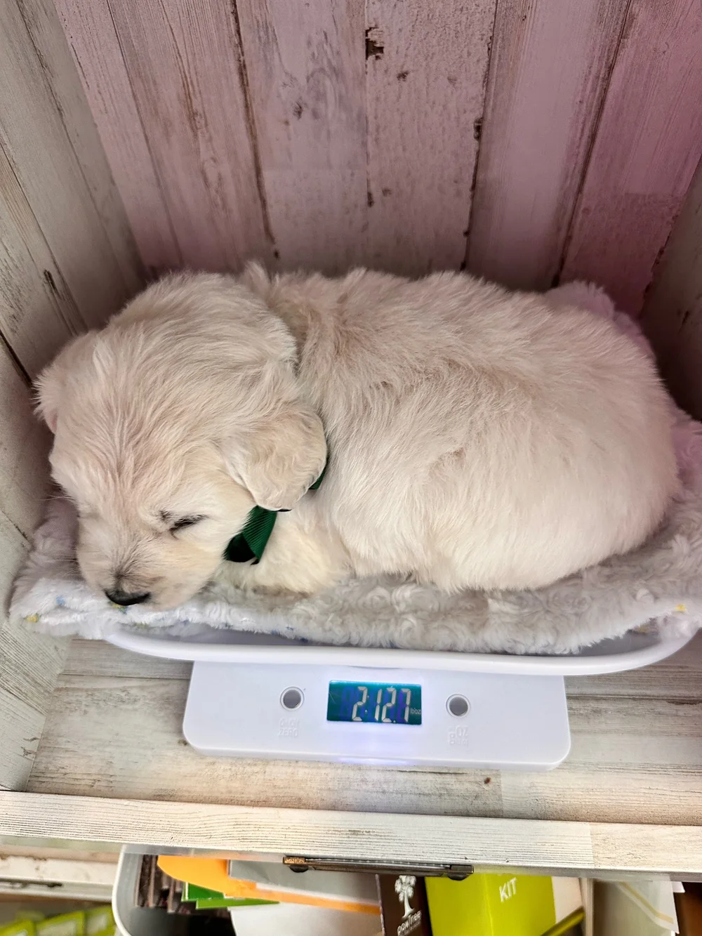 Available Puppies — Taylormade Miniature Golden Retriever