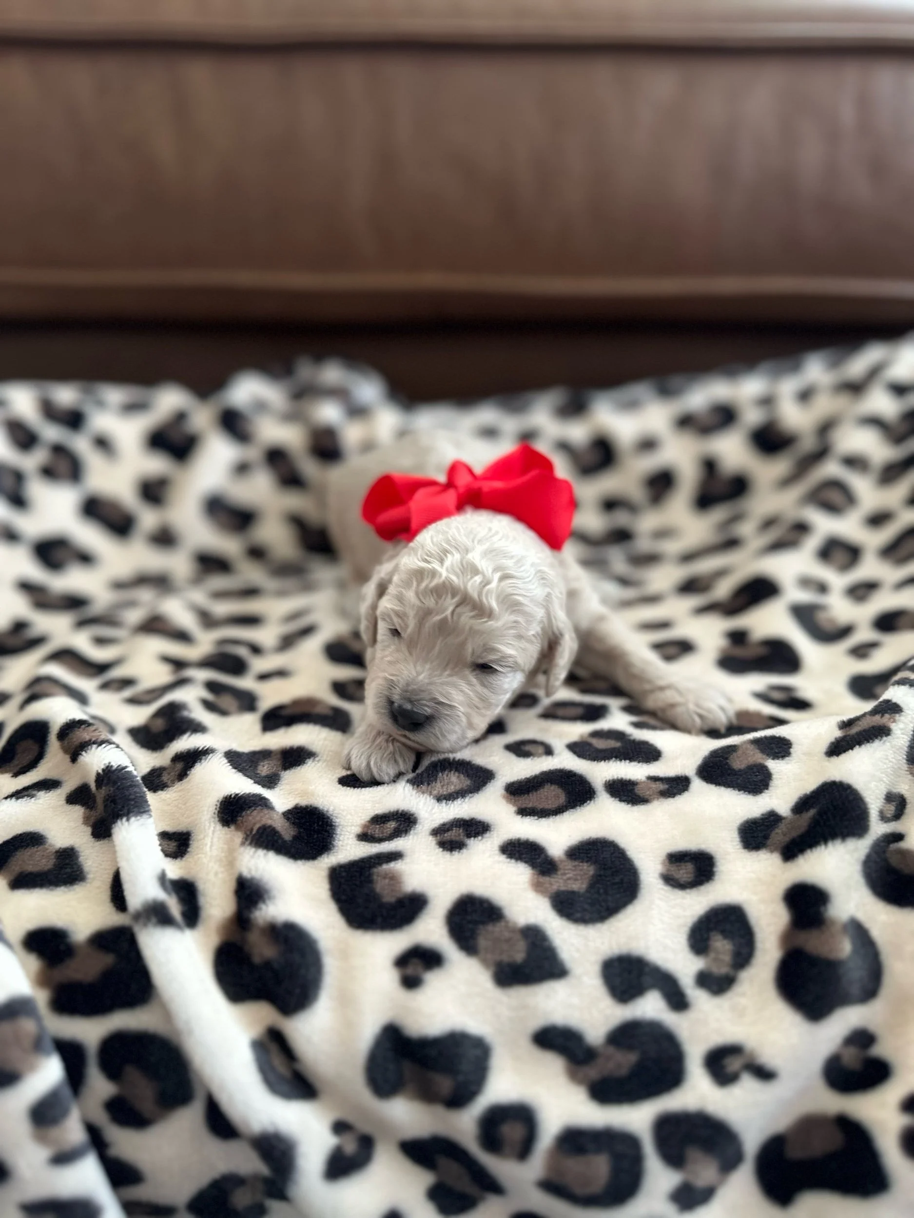 Available Puppies — Taylormade Miniature Golden Retriever