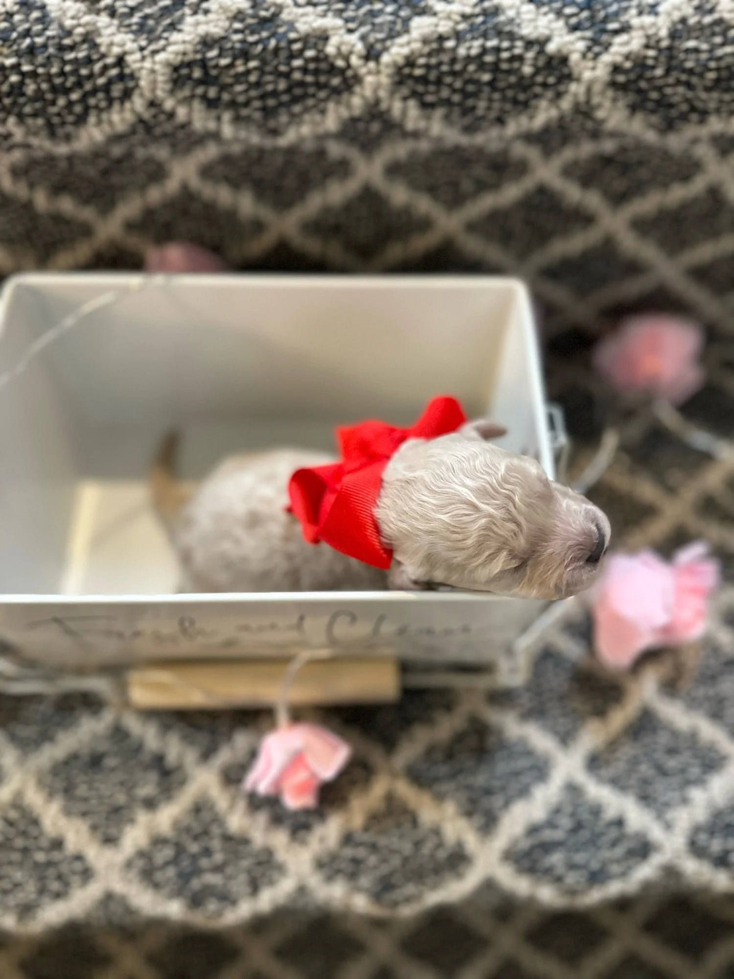 Available Puppies — Taylormade Miniature Golden Retriever