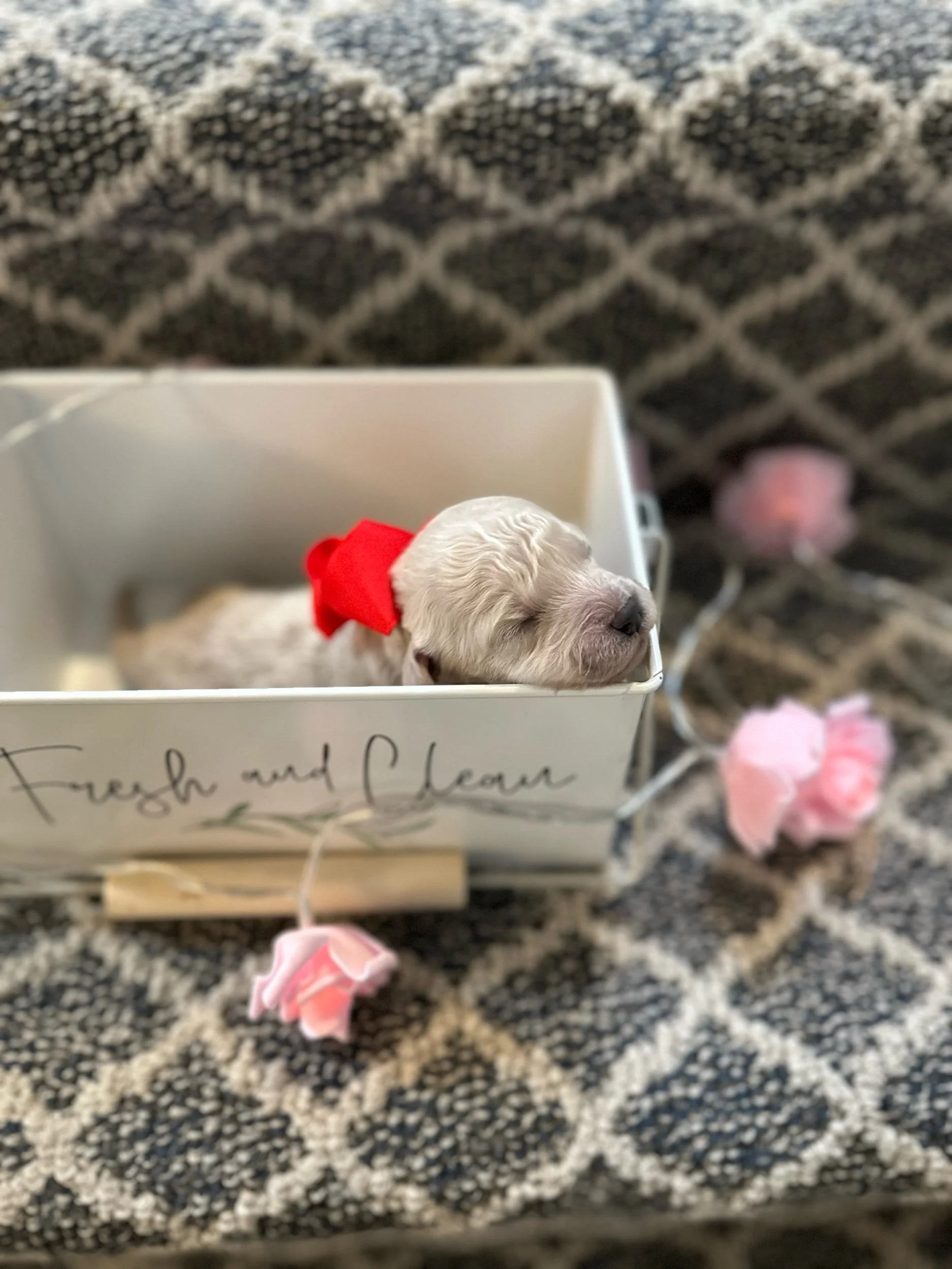 Available Puppies — Taylormade Miniature Golden Retriever
