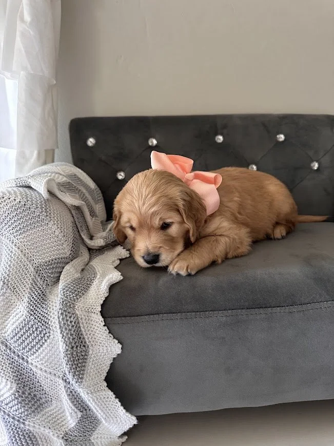 Available Puppies — Taylormade Miniature Golden Retriever