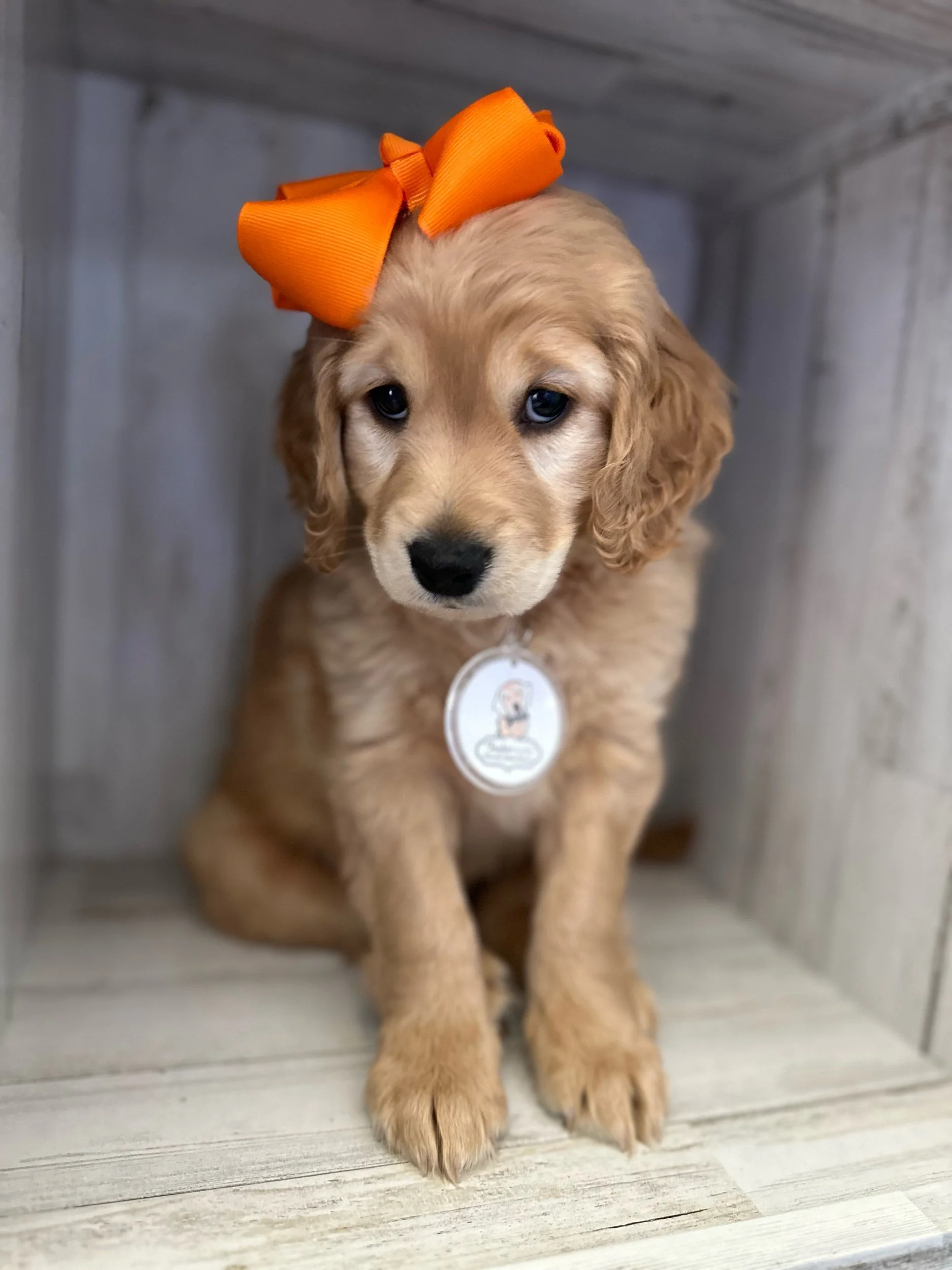 Available Puppies — Taylormade Miniature Golden Retriever