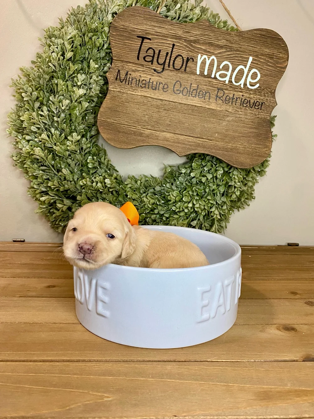 Available Puppies — Taylormade Miniature Golden Retriever