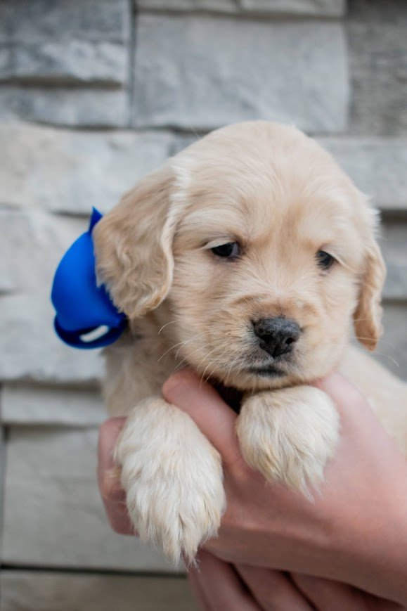 Available Puppies — Taylormade Miniature Golden Retriever