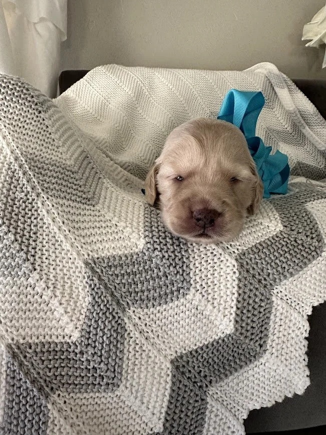 Available Puppies — Taylormade Miniature Golden Retriever