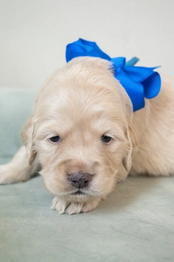 Available Puppies — Taylormade Miniature Golden Retriever