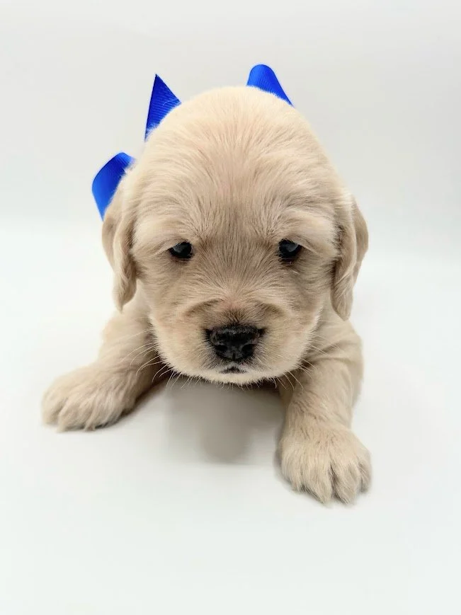 Available Puppies — Taylormade Miniature Golden Retriever