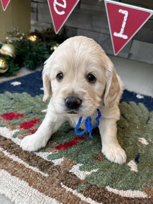 Available Puppies — Taylormade Miniature Golden Retriever
