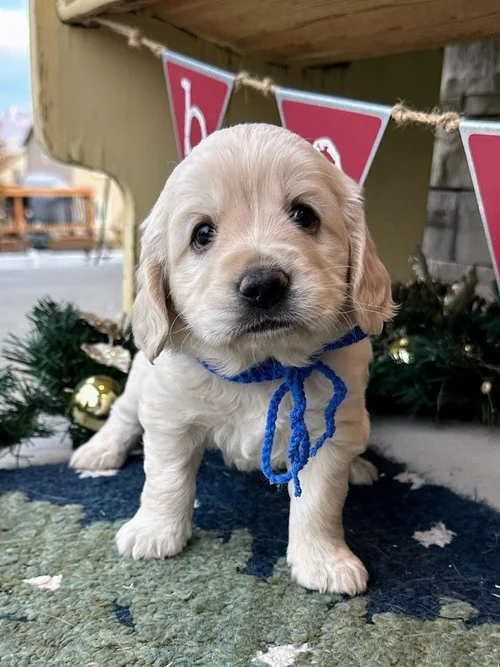 Available Puppies — Taylormade Miniature Golden Retriever