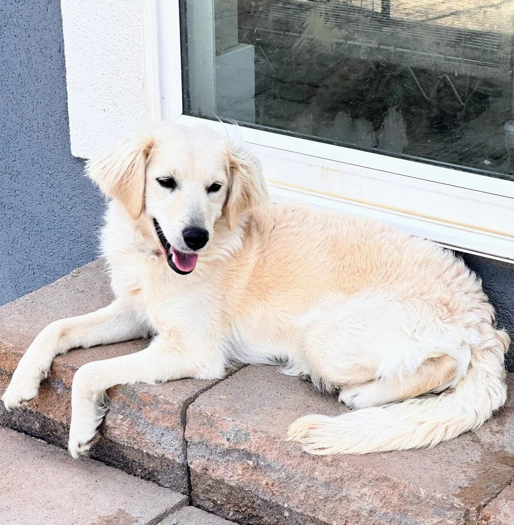 Available Puppies — Taylormade Miniature Golden Retriever