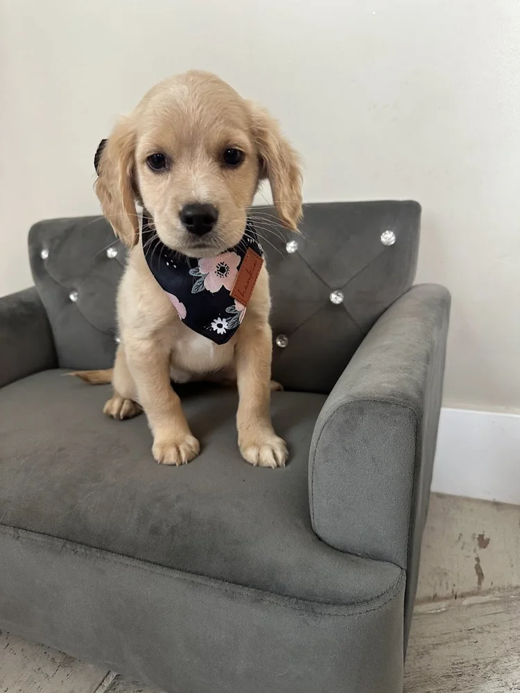 Available Puppies — Taylormade Miniature Golden Retriever