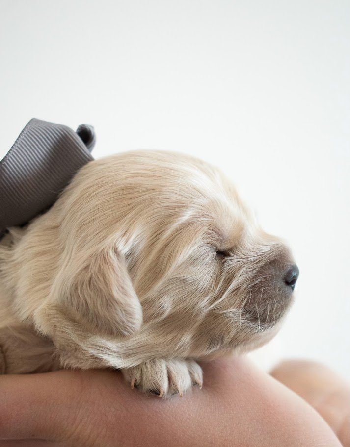Available Taylormade Mini Golden Retriever puppies — Taylormade ...