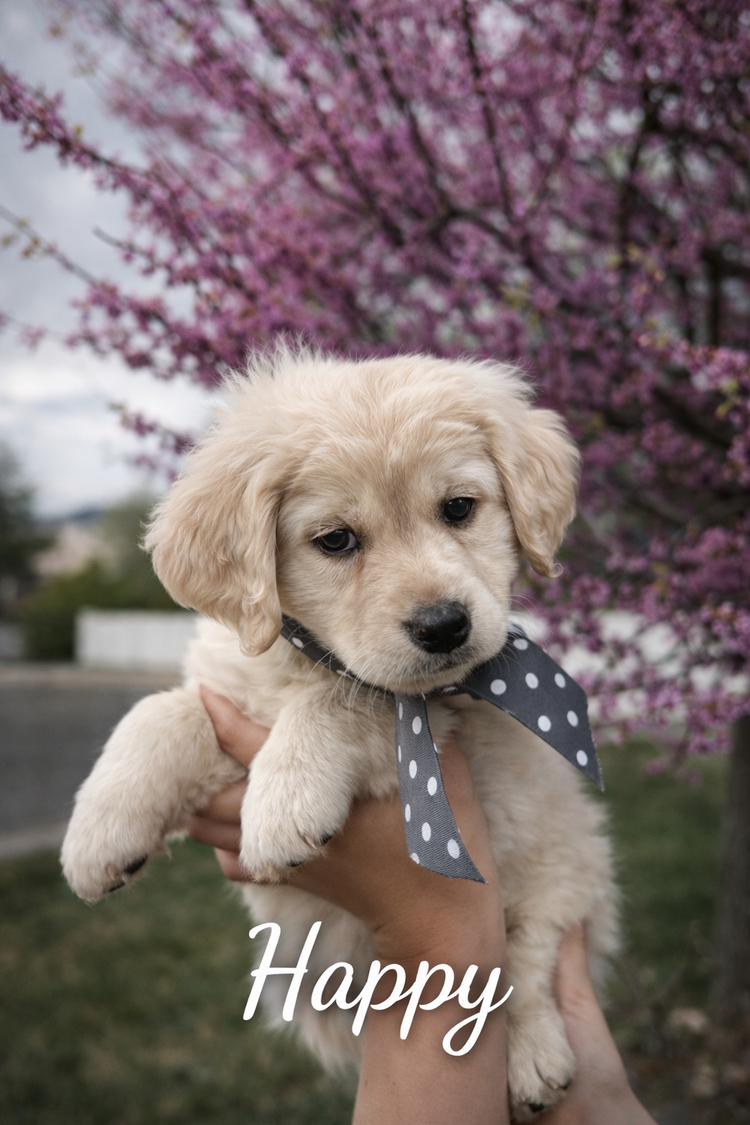 Available Taylormade Mini Golden Retriever puppies — Taylormade ...