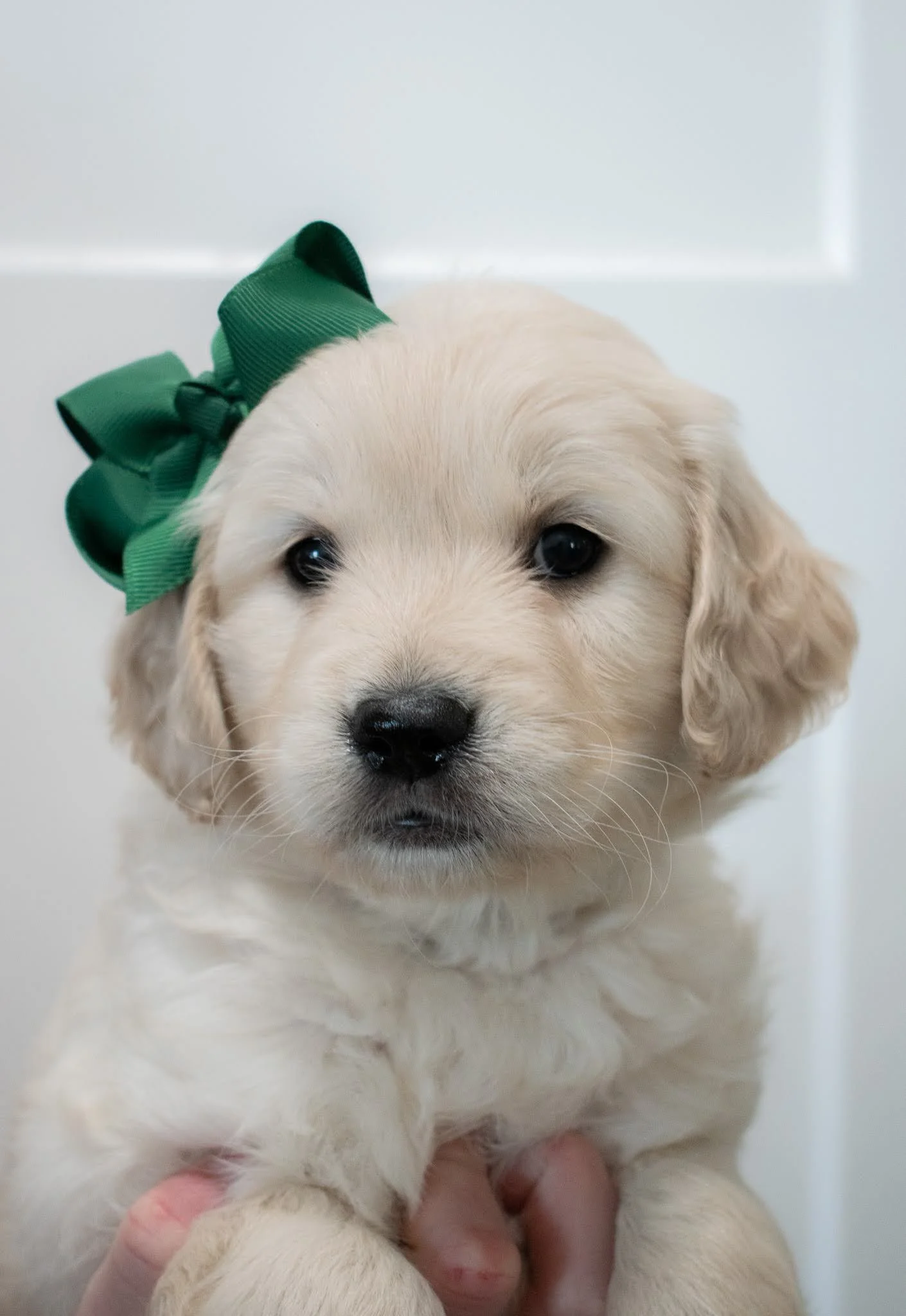 Available Taylormade Mini Golden Retriever puppies — Taylormade ...