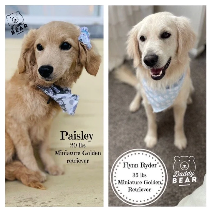 Available Puppies — Taylormade Miniature Golden Retriever