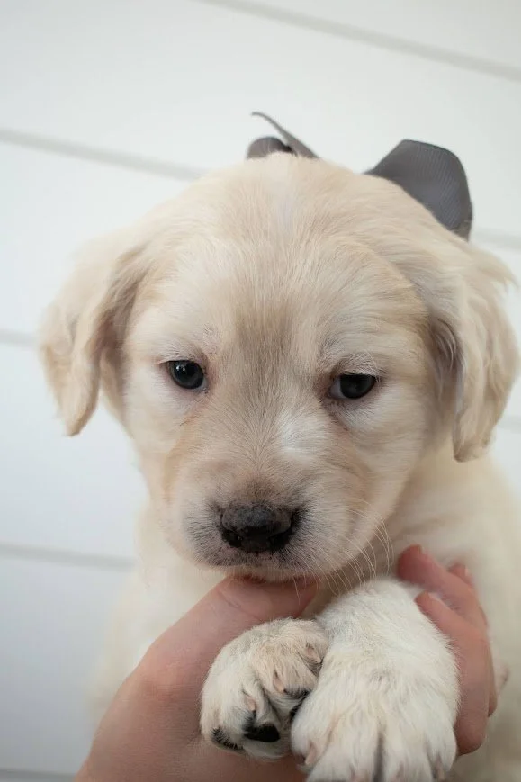 Available Taylormade Mini Golden Retriever puppies — Taylormade ...