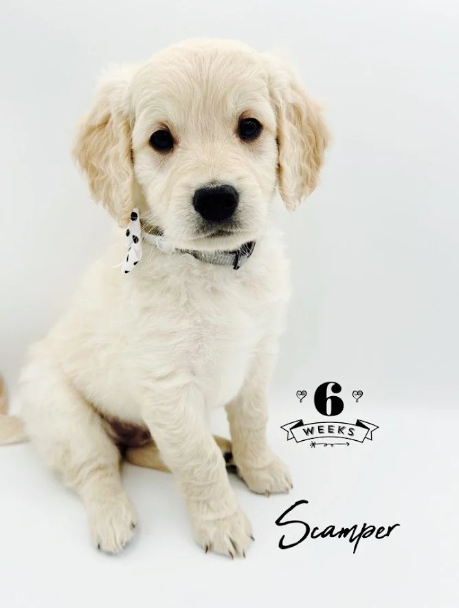 Available Puppies — Taylormade Miniature Golden Retriever