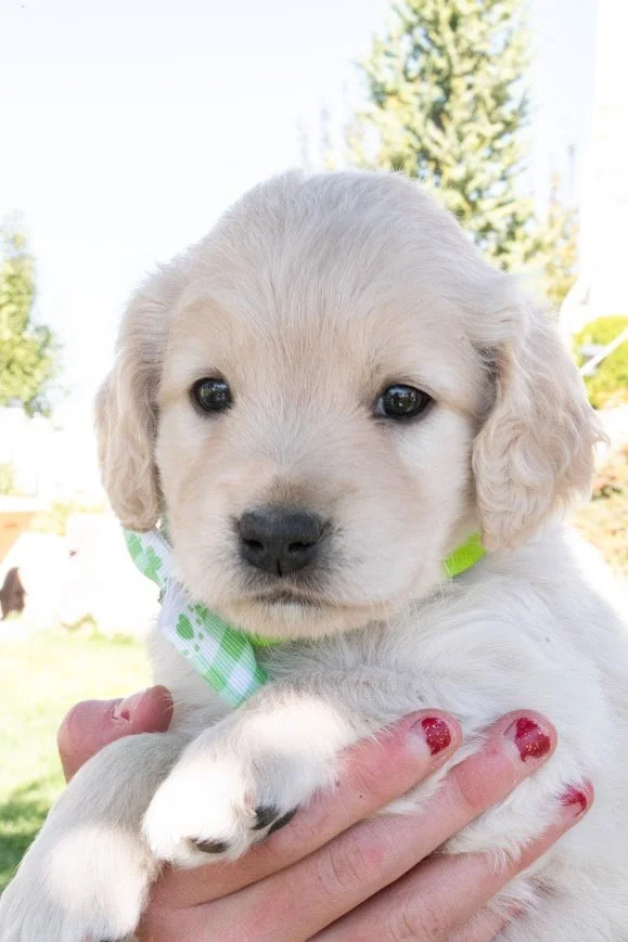 Available Puppies — Taylormade Miniature Golden Retriever