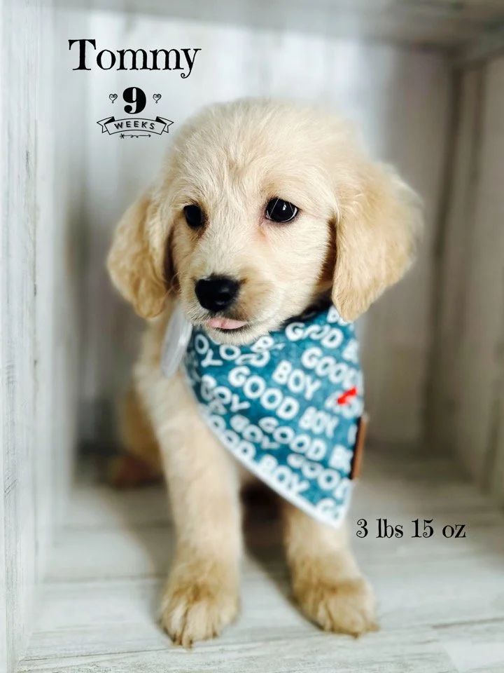 Available Puppies — Taylormade Miniature Golden Retriever
