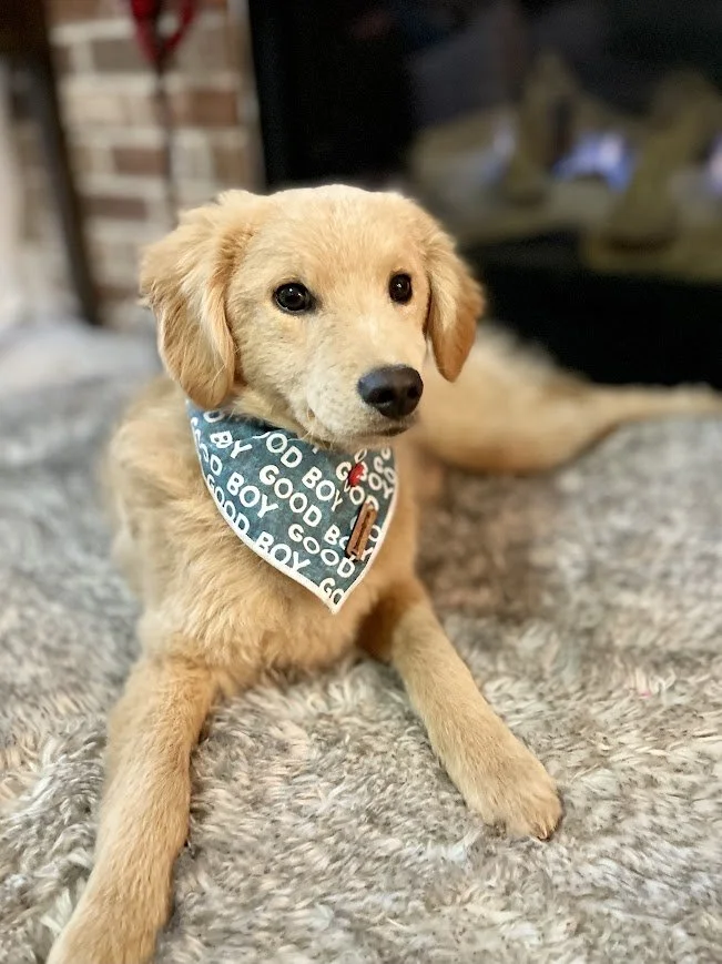 Available Puppies — Taylormade Miniature Golden Retriever