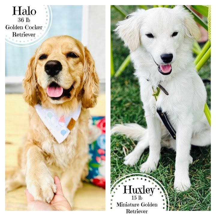 Available Puppies — Taylormade Miniature Golden Retriever
