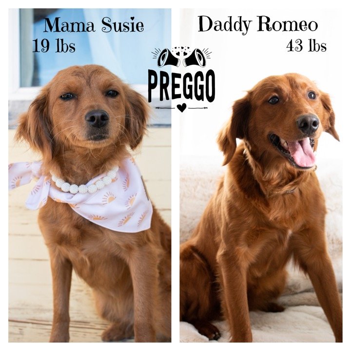 Available Taylormade Mini Golden Retriever puppies — Taylormade ...