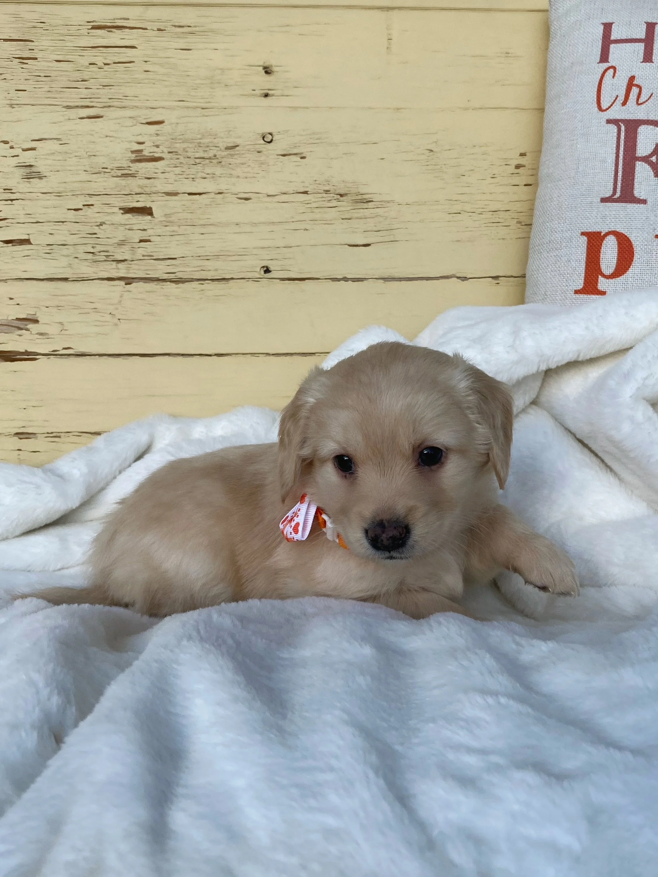 Available Puppies — Taylormade Miniature Golden Retriever
