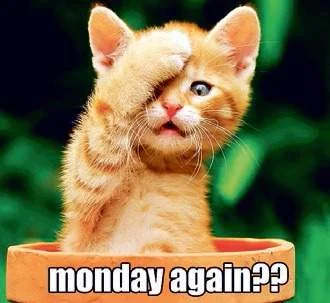 Happy Monday Cat Meme
