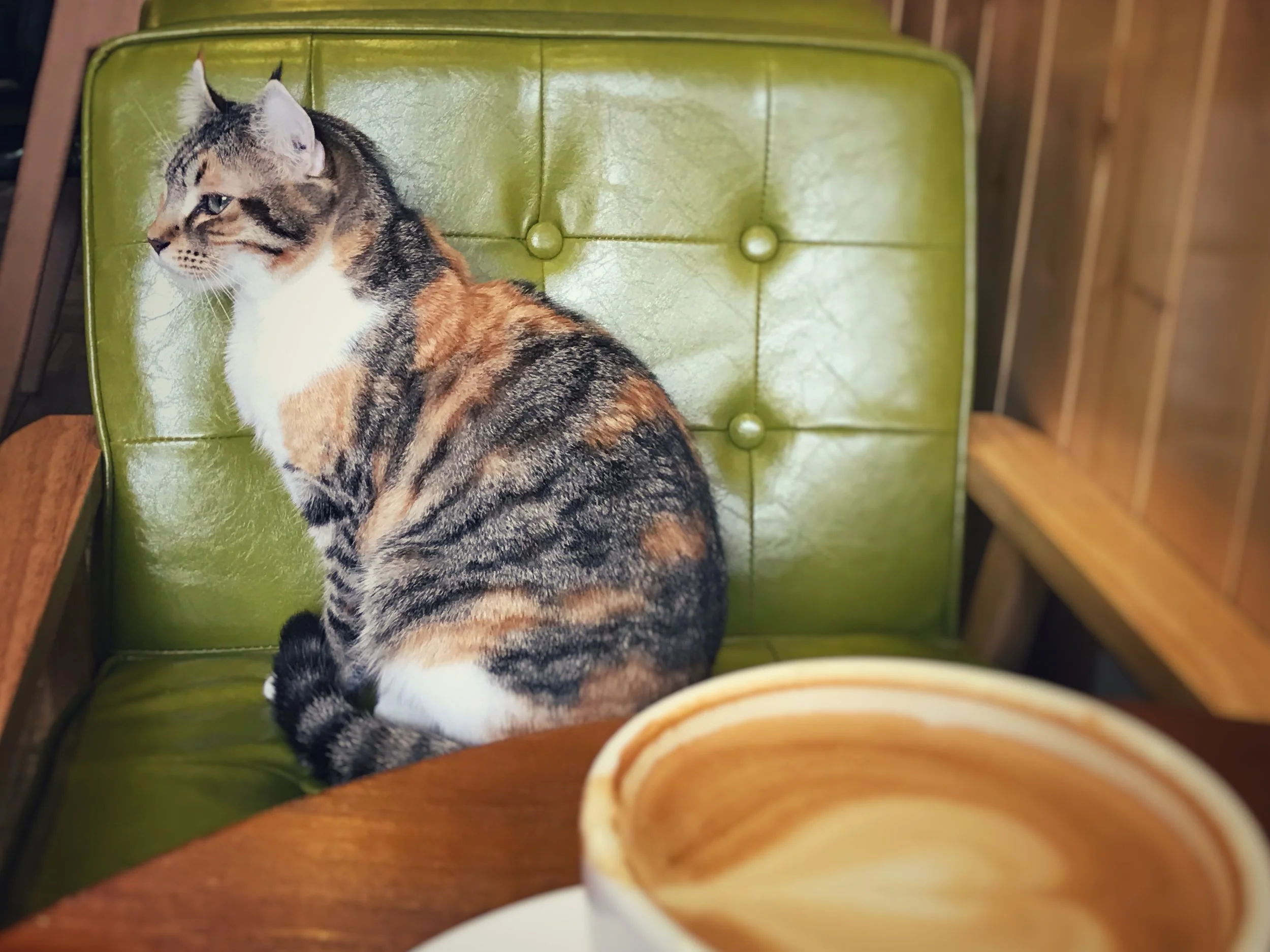 The Five Best Cat Cafes From Around The World The Neighbor s Cat