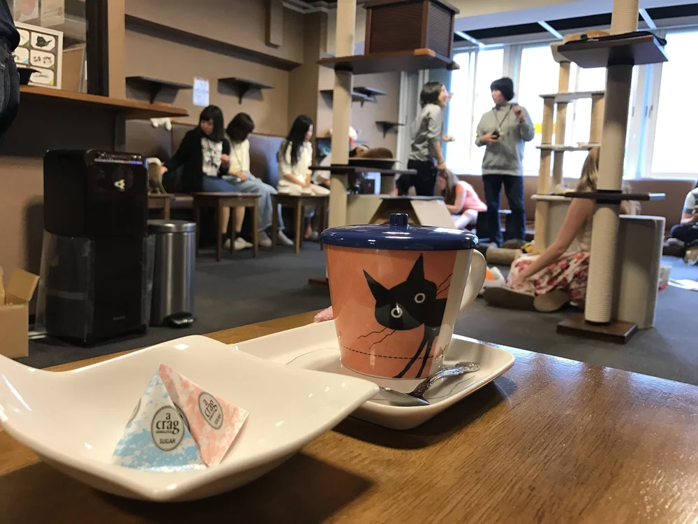 Cat Cafe Calico Shinjuku — The Neighbor's Cat