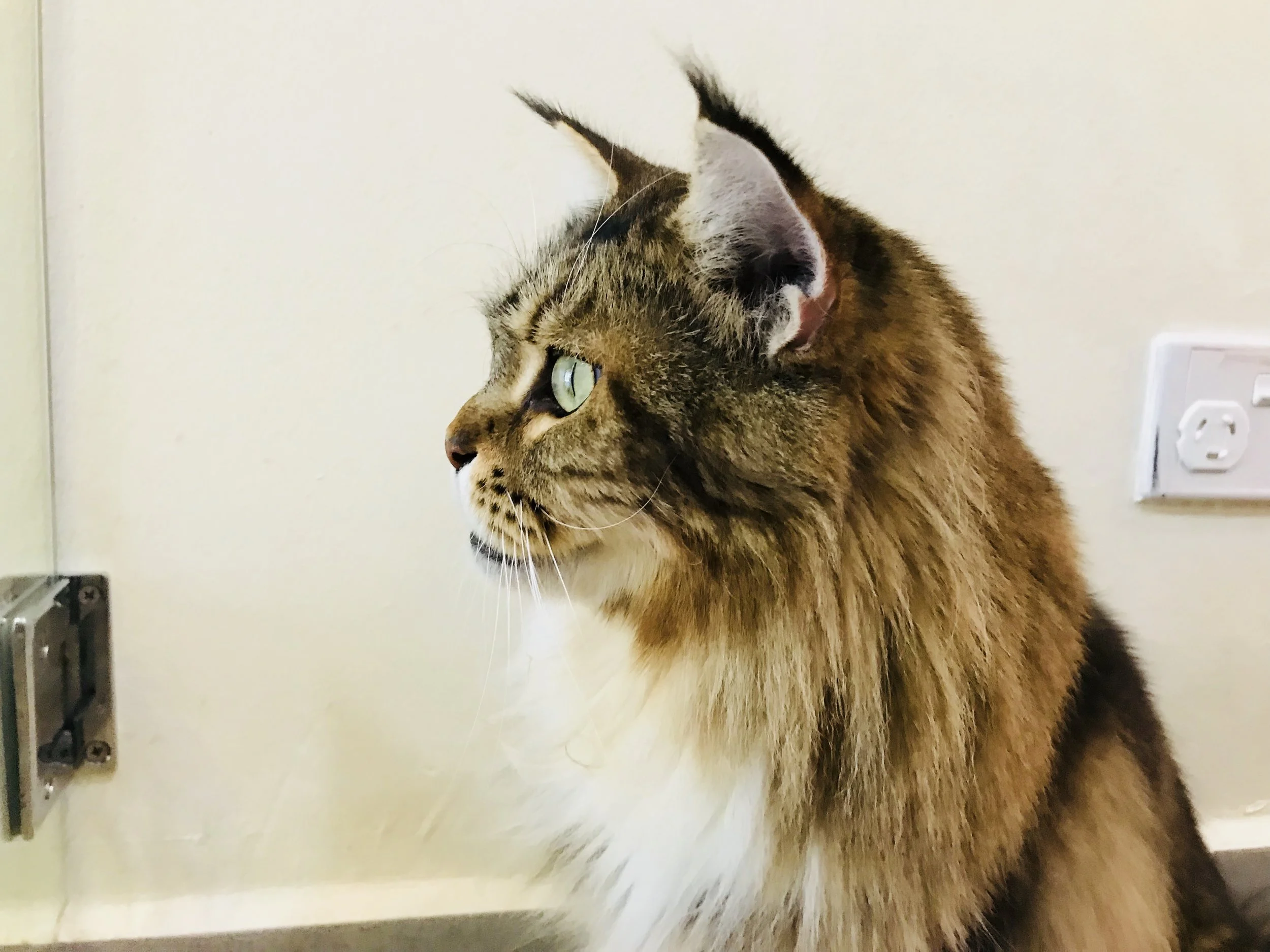 Meomi Cat Cafe The Neighbor s Cat Meomi Cat Cafe The Neighbor s Cat