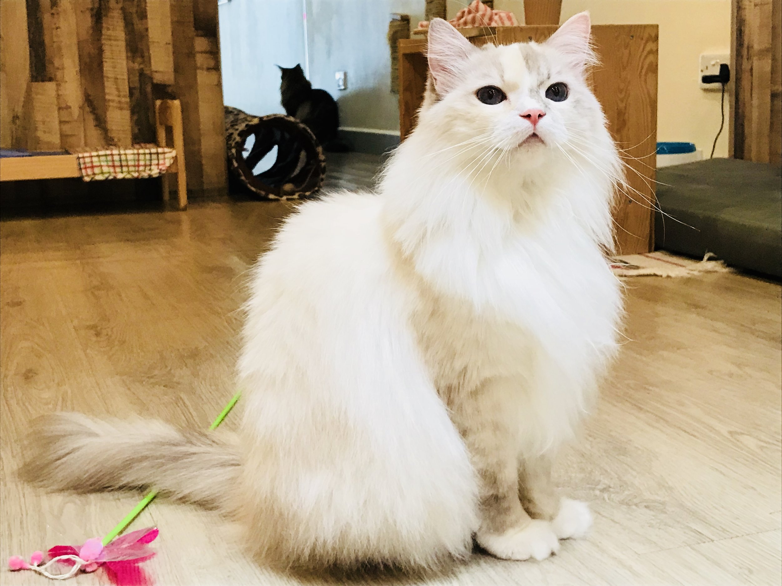 Meomi Cat Cafe The Neighbor s Cat Meomi Cat Cafe The Neighbor s Cat