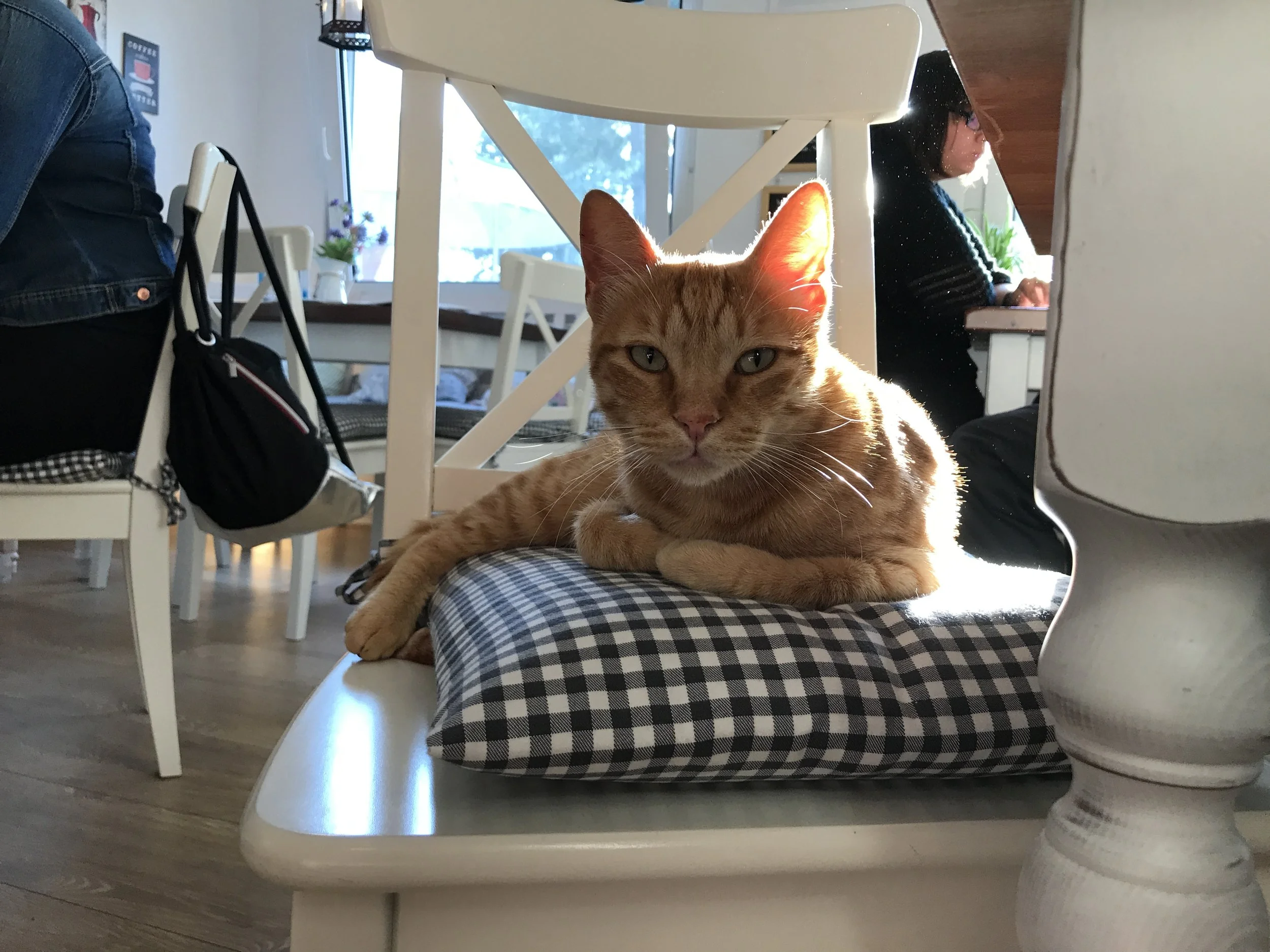 The Coolest Cat Cafe Names The Neighbor s Cat