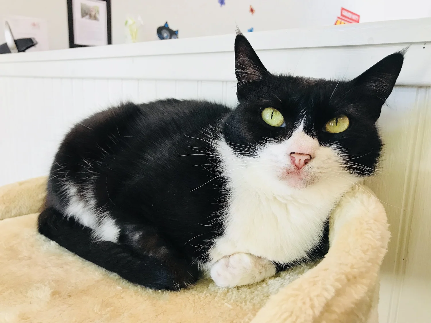 The Cat Cafes of California: Part I — The Neighbor's Cat