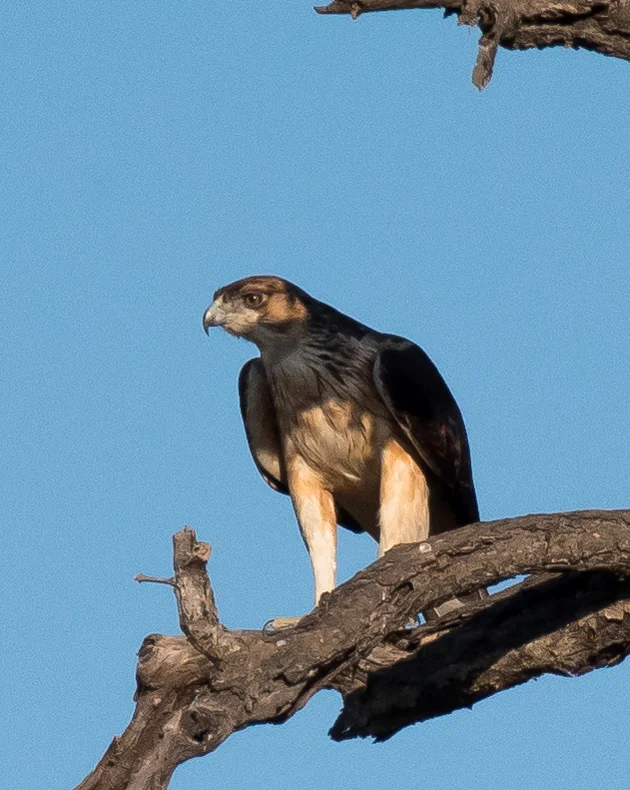 This is a collection of my favorite images taken in Kruger National ...