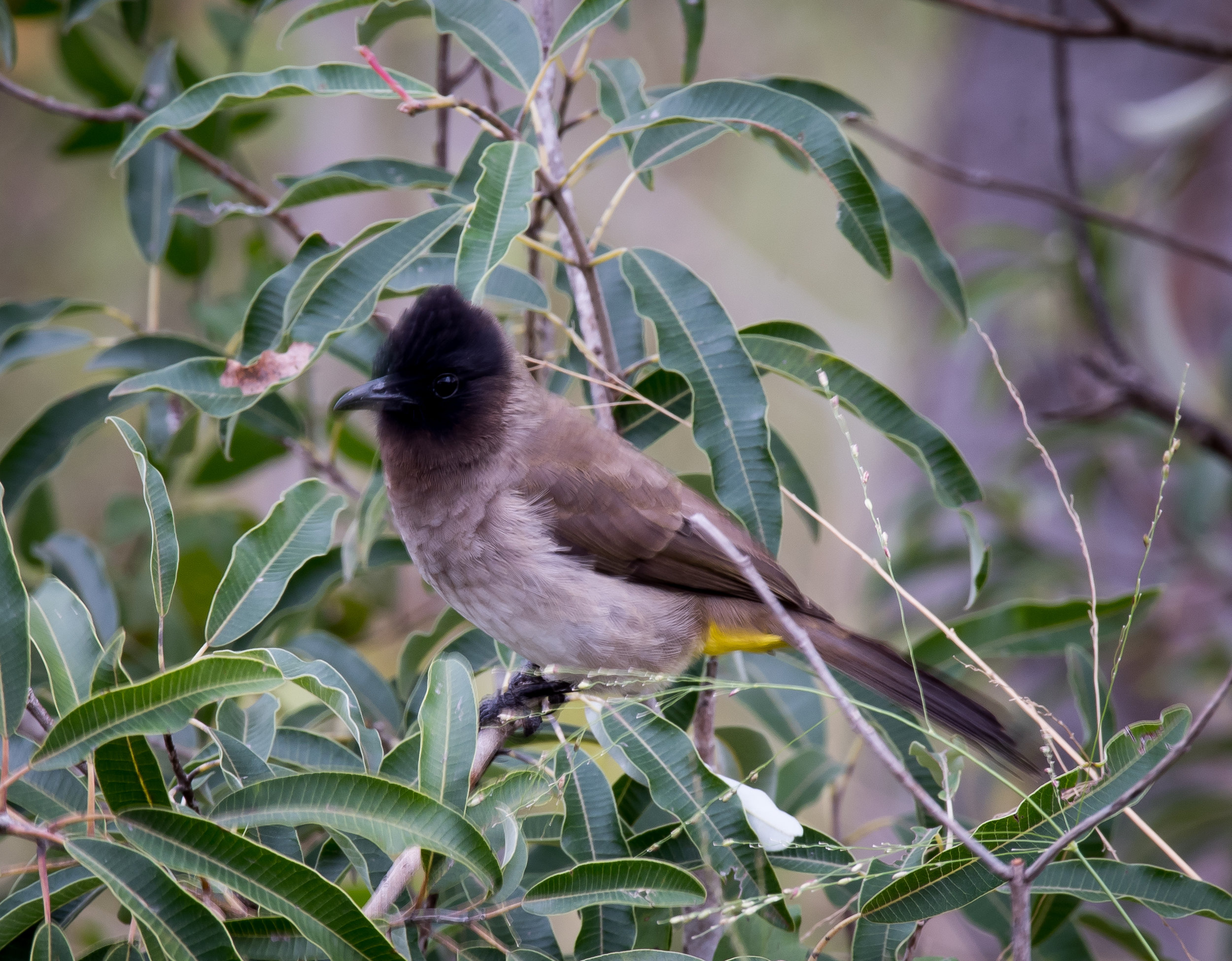 This is a collection of my favorite images taken in Kruger National ...