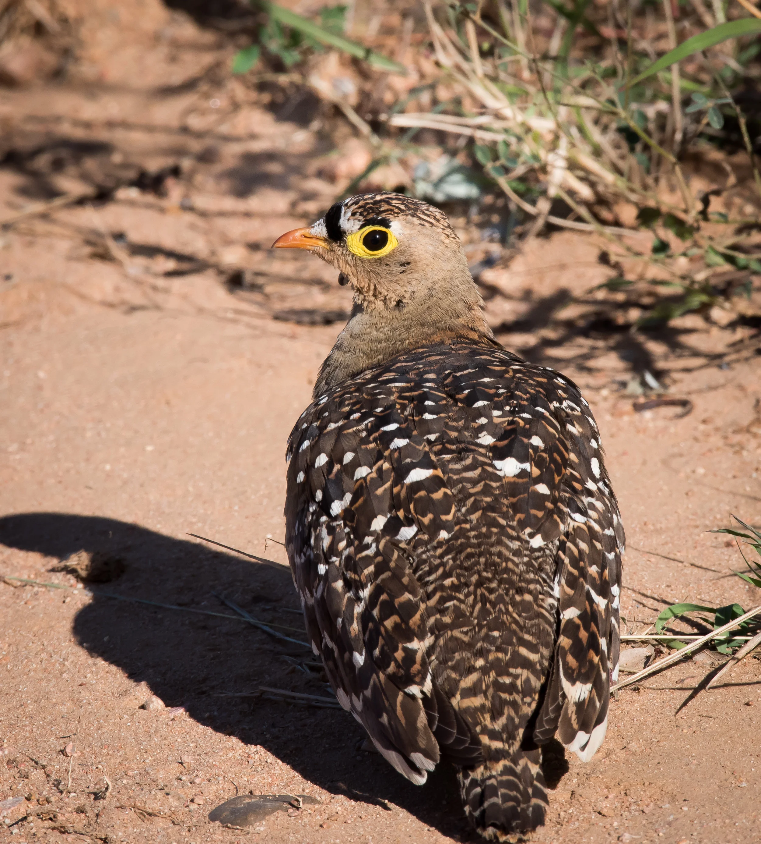 This is a collection of my favorite images taken in Kruger National ...